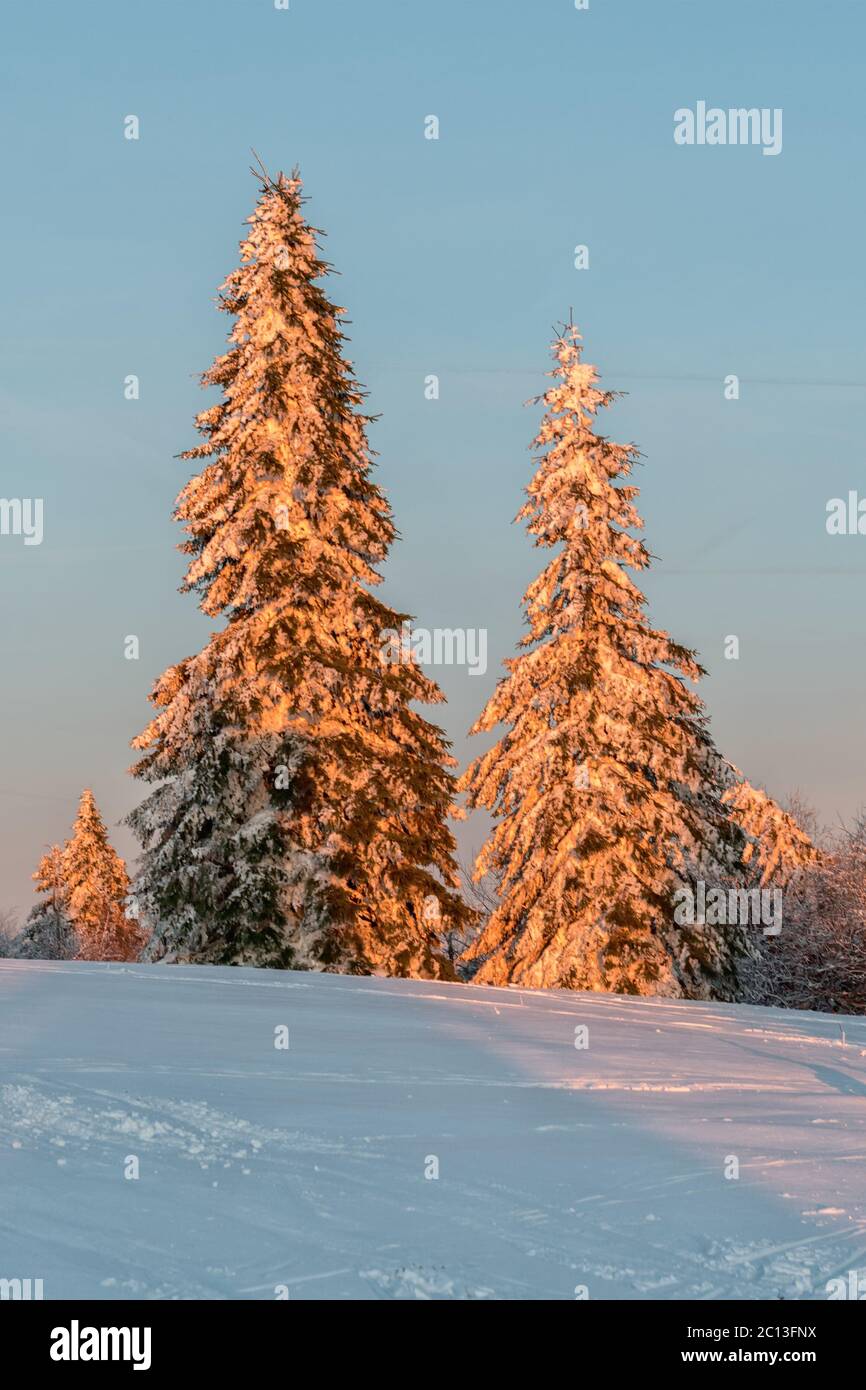 Christmas trees white illuminated hi-res stock photography and images ...