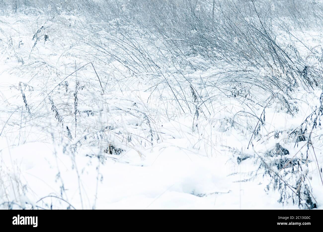 Dry grass covered with snow Stock Photo - Alamy
