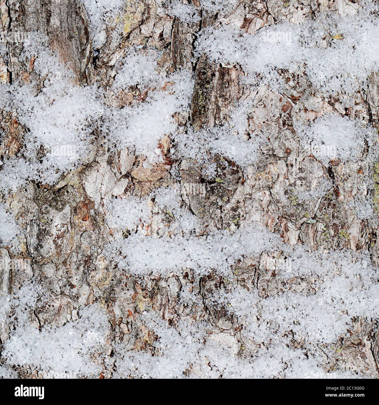 The bark of tree with snow Stock Photo - Alamy