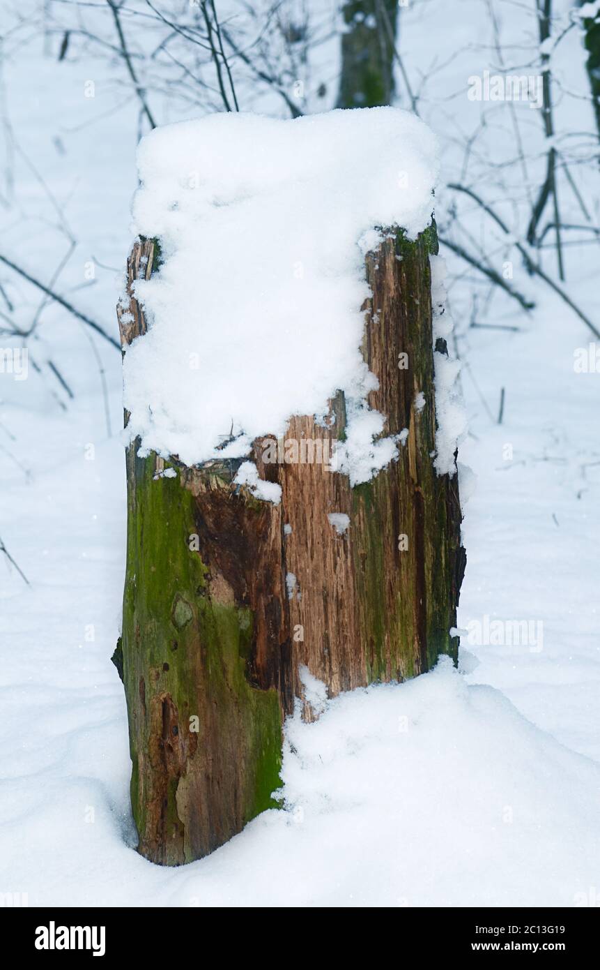 Tree stump covered in snow hi-res stock photography and images - Alamy