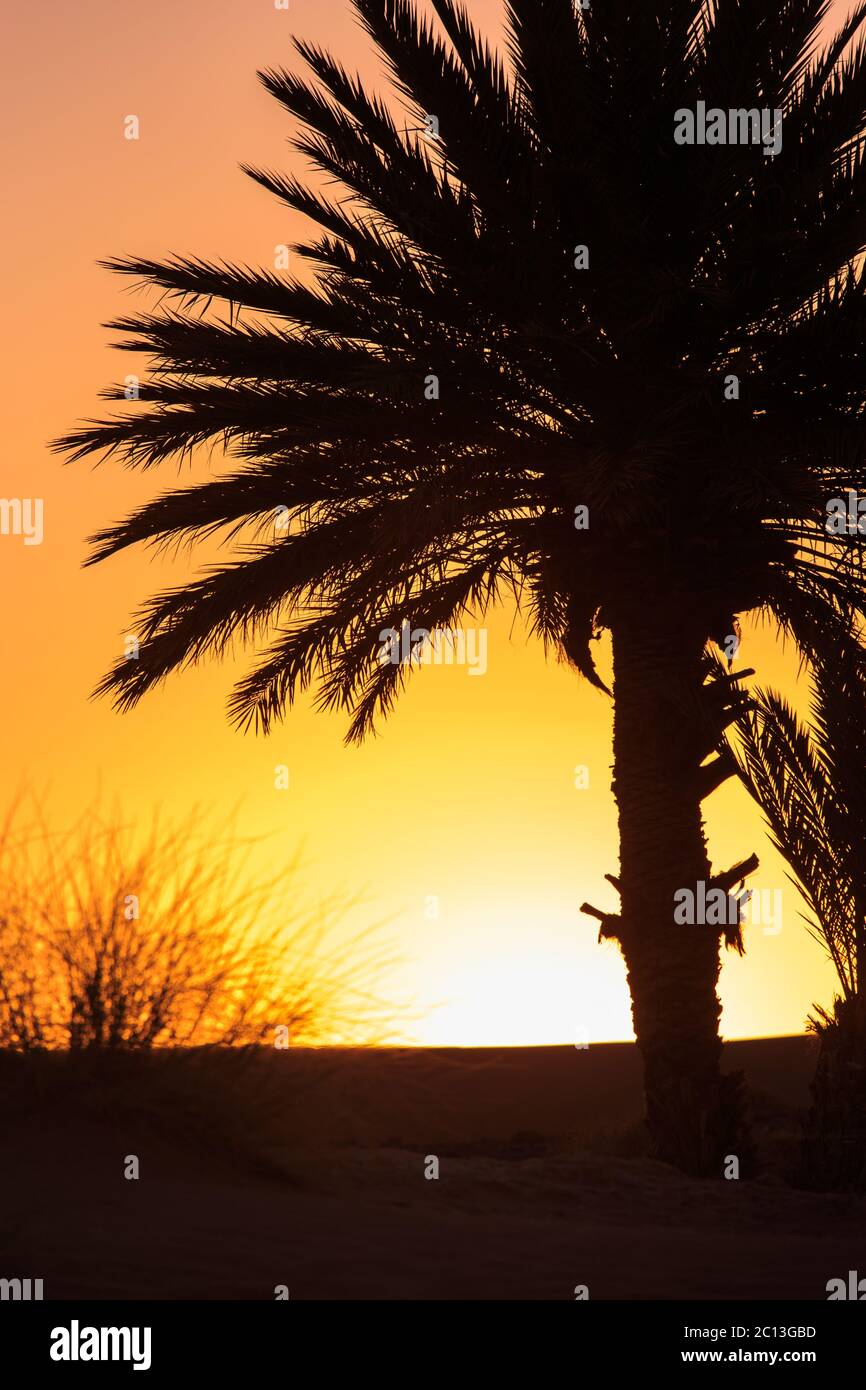 beautiful orange sunset between palm trees in morocco Stock Photo - Alamy