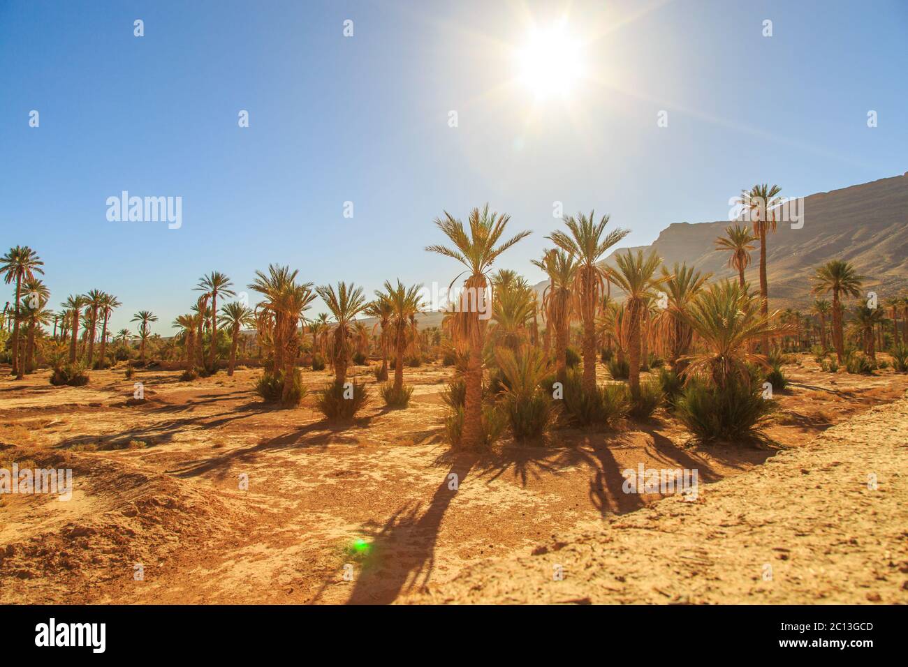 Moroccan palm hi-res stock photography and images - Alamy