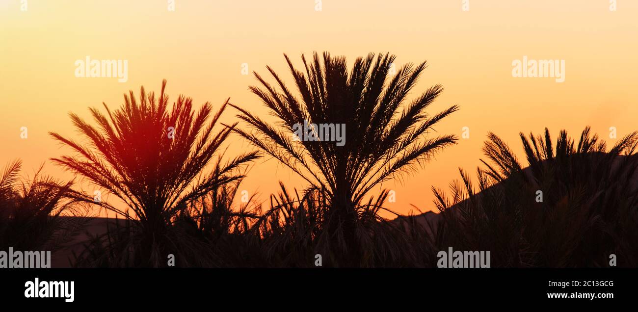 beautiful panoramic orange sunset between palm trees in morocco Stock ...