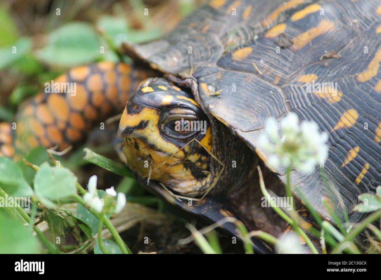 Box turtles hi-res stock photography and images - Alamy