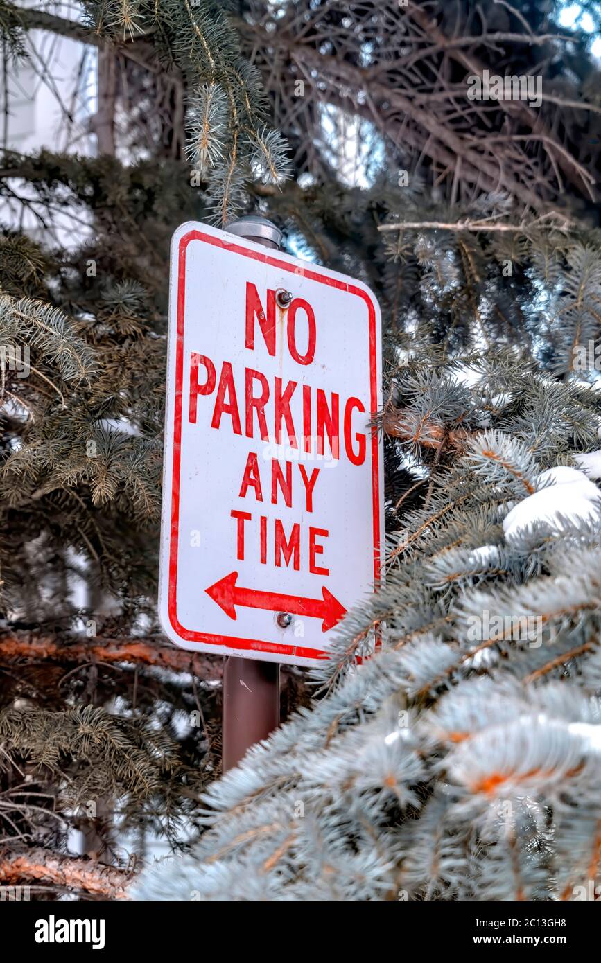 No Parking sign against blurry leaves of coniferous trees with snow in ...