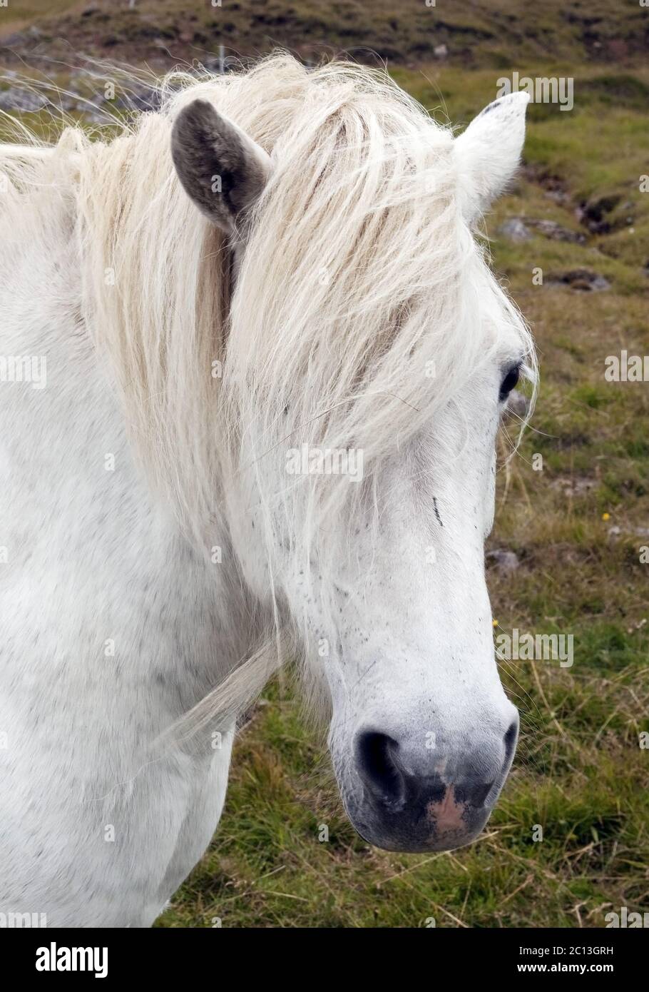 Islandic horse, Icelandic horse, Iceland pony (Equus przewalskii f ...