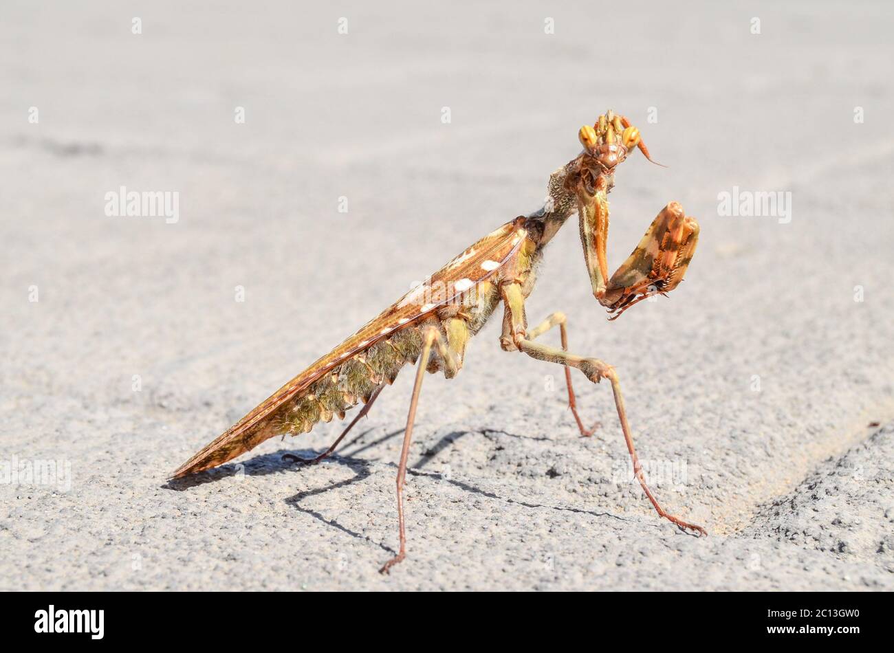 Insect Mantis Religiosa Stock Photo - Alamy