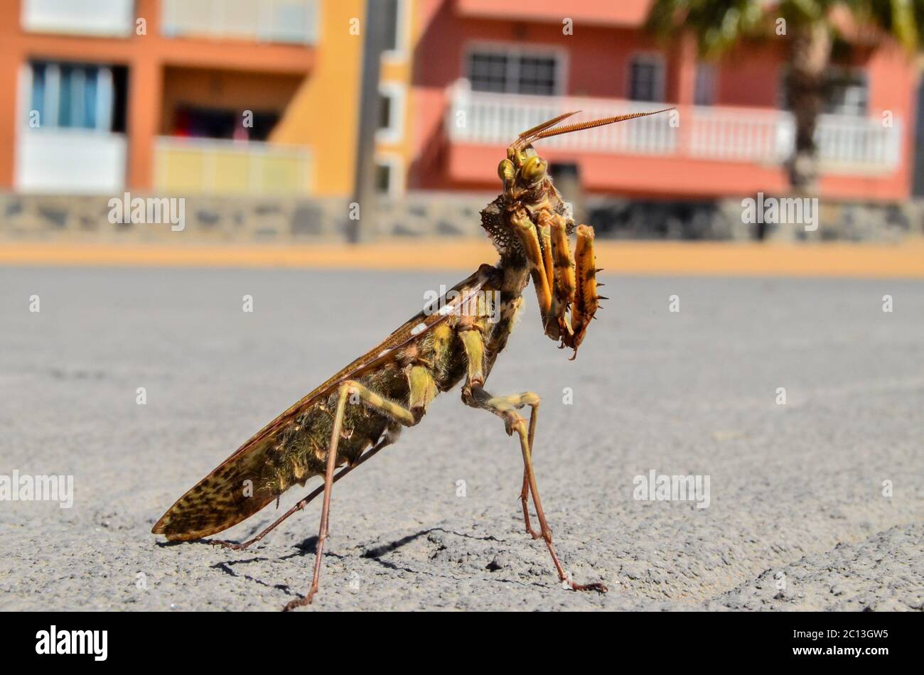 Insect Mantis Religiosa Stock Photo - Alamy