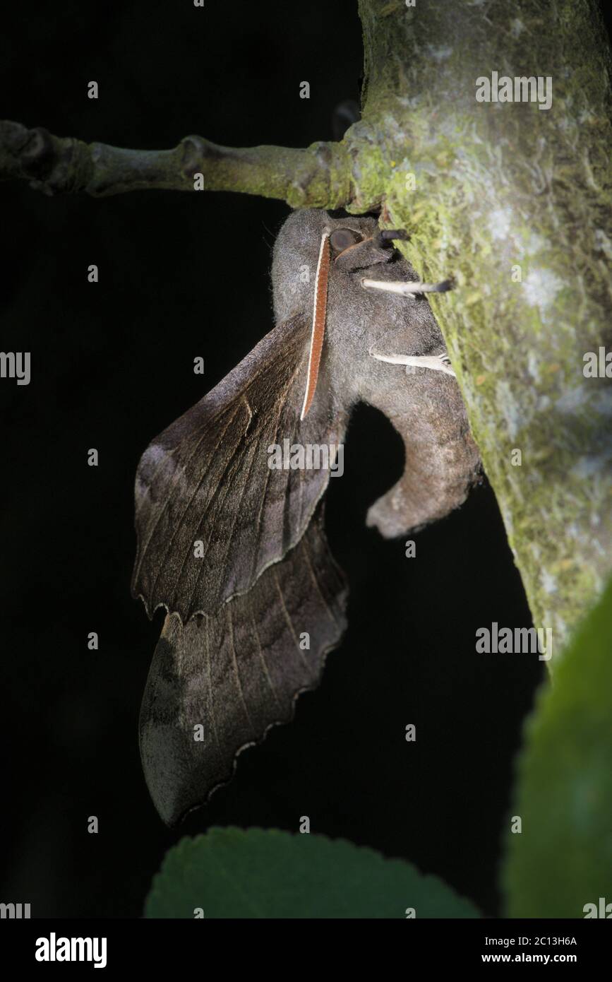 Curved wings hi-res stock photography and images - Alamy