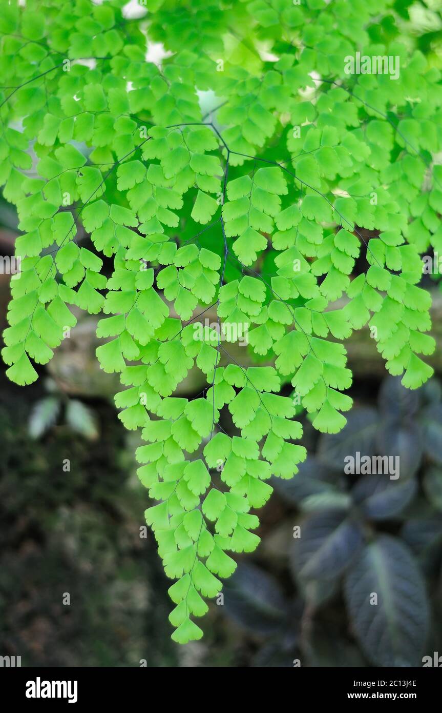 Beautiful Small Green Leaves Stock Photo - Alamy