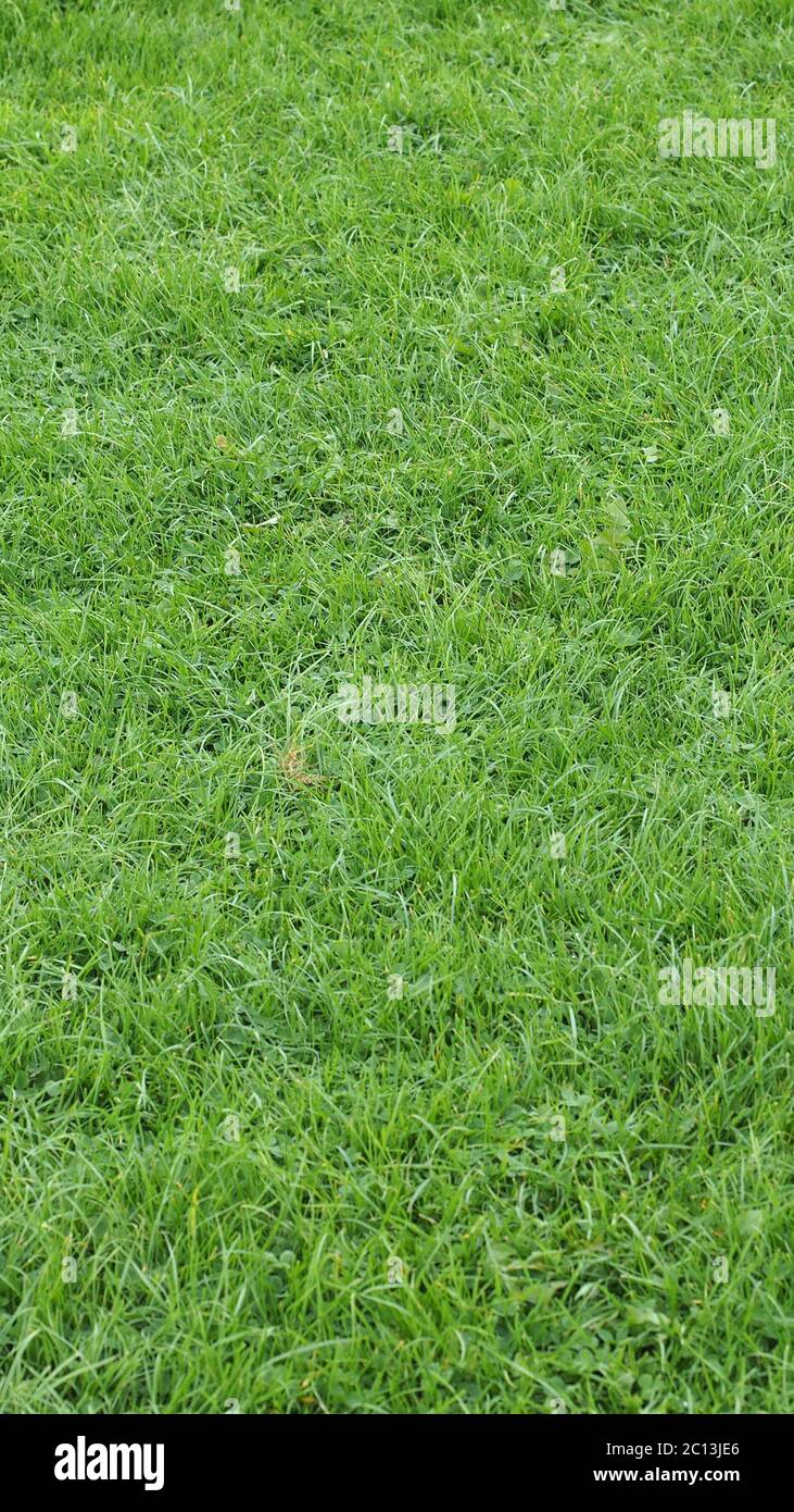 Green grass texture background - vertical Stock Photo - Alamy