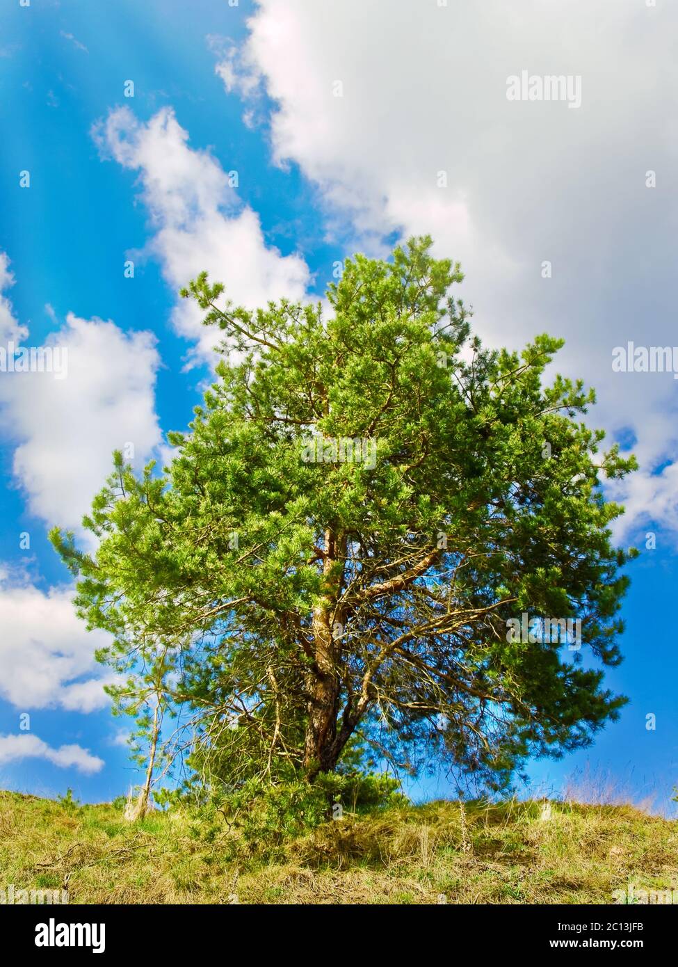 Single Pine Tree High Resolution Stock Photography and Images - Alamy