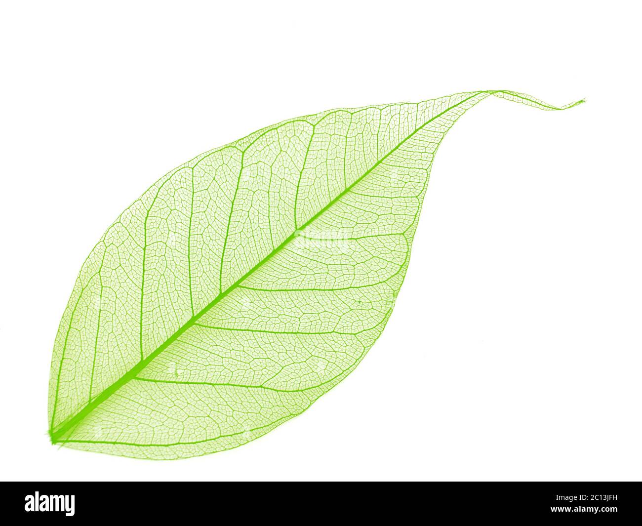 Skeleton leaf hi-res stock photography and images - Alamy