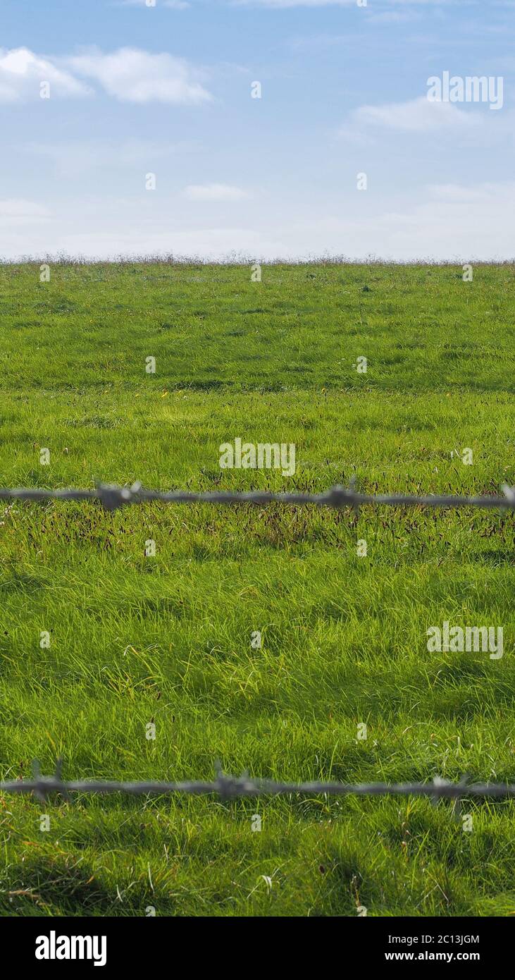 Green grass surface background - vertical Stock Photo - Alamy