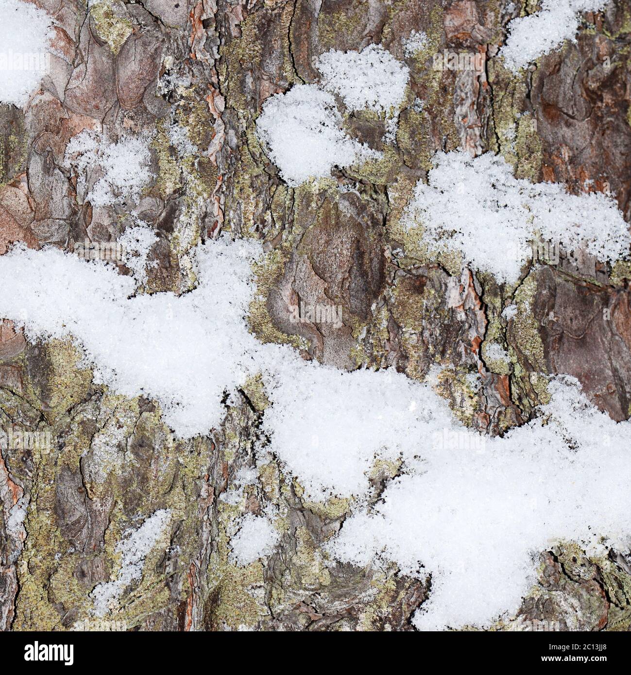 Tree bark snow hi-res stock photography and images - Alamy