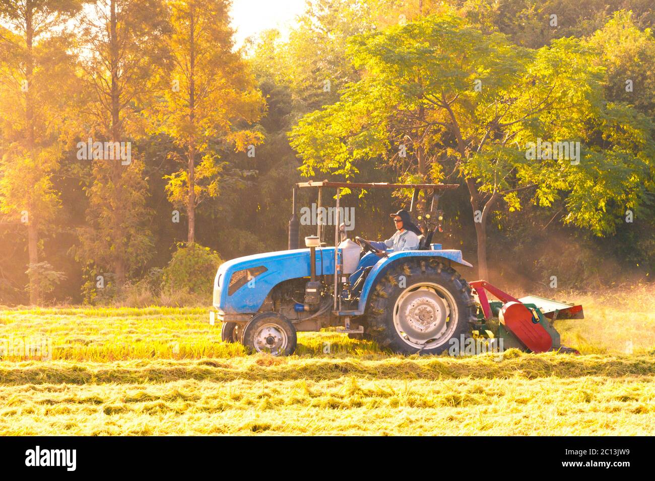 Ripe rice field hi-res stock photography and images - Alamy