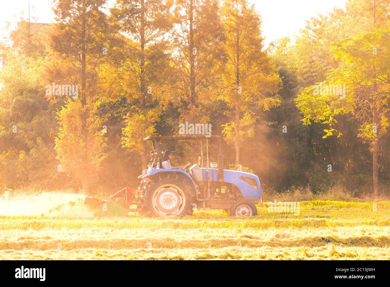 Ripe rice field hi-res stock photography and images - Alamy