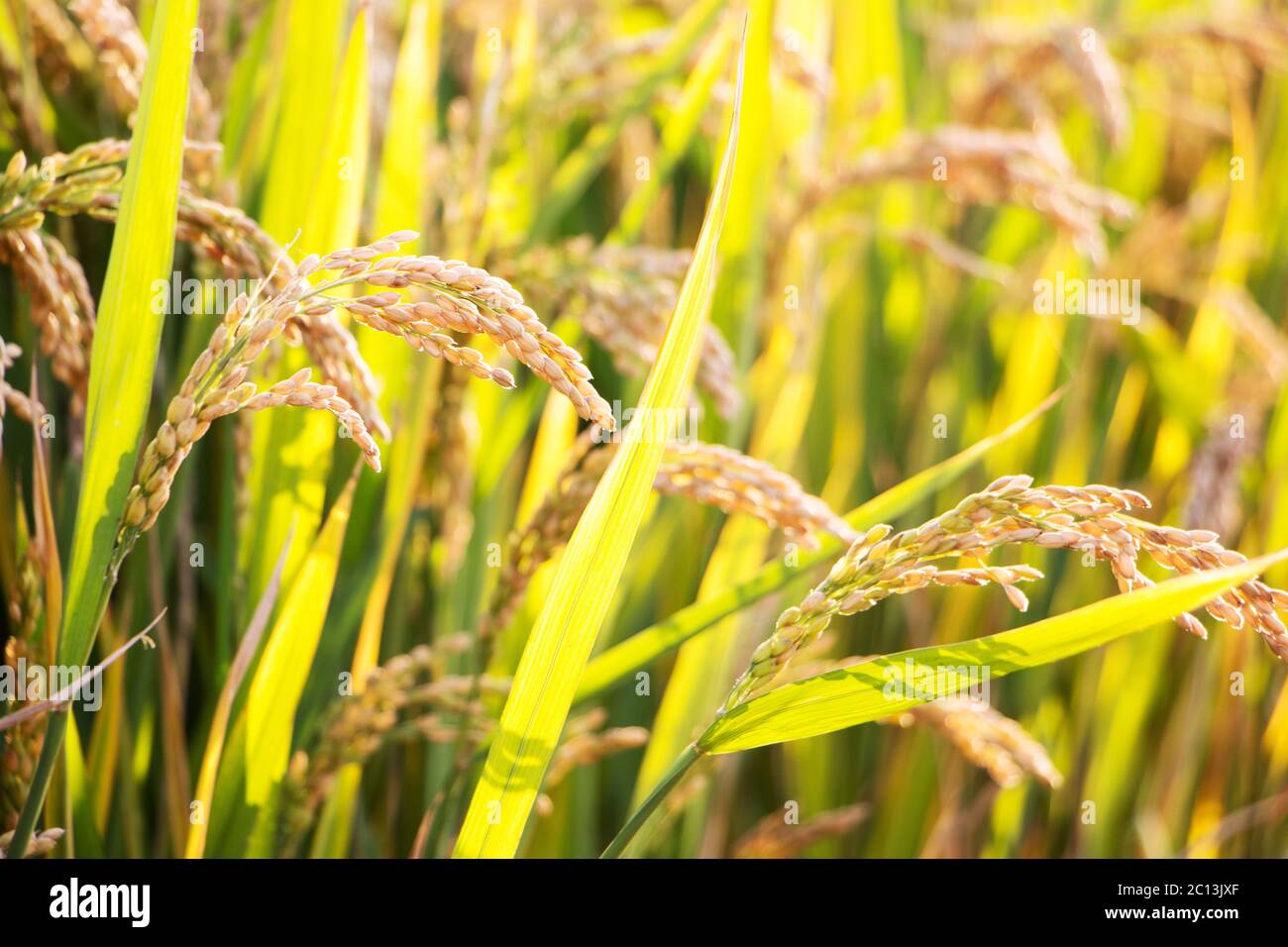 Grain ripe hi-res stock photography and images - Alamy