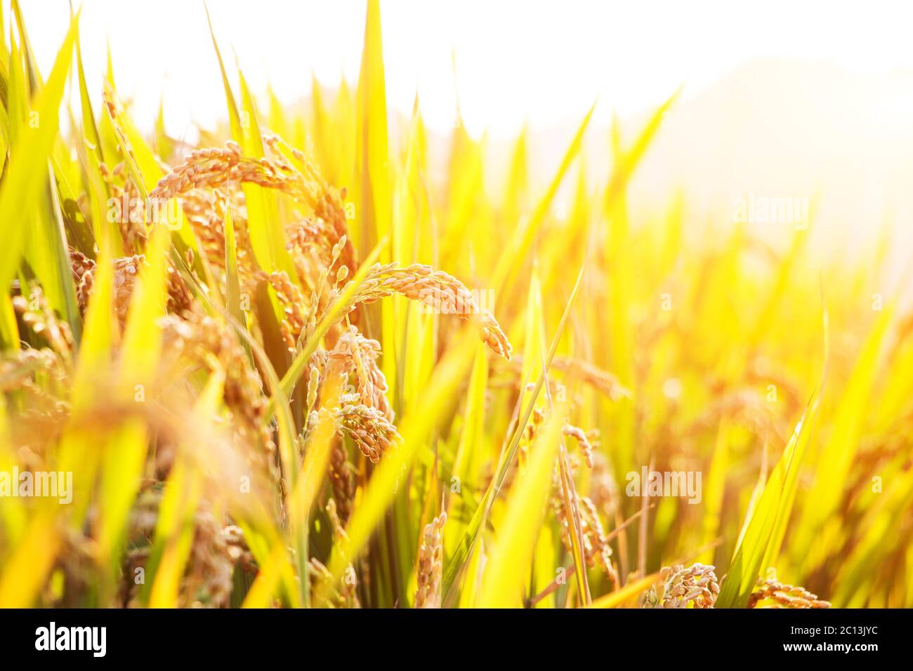 close up of ripe grain in rice field Stock Photo - Alamy
