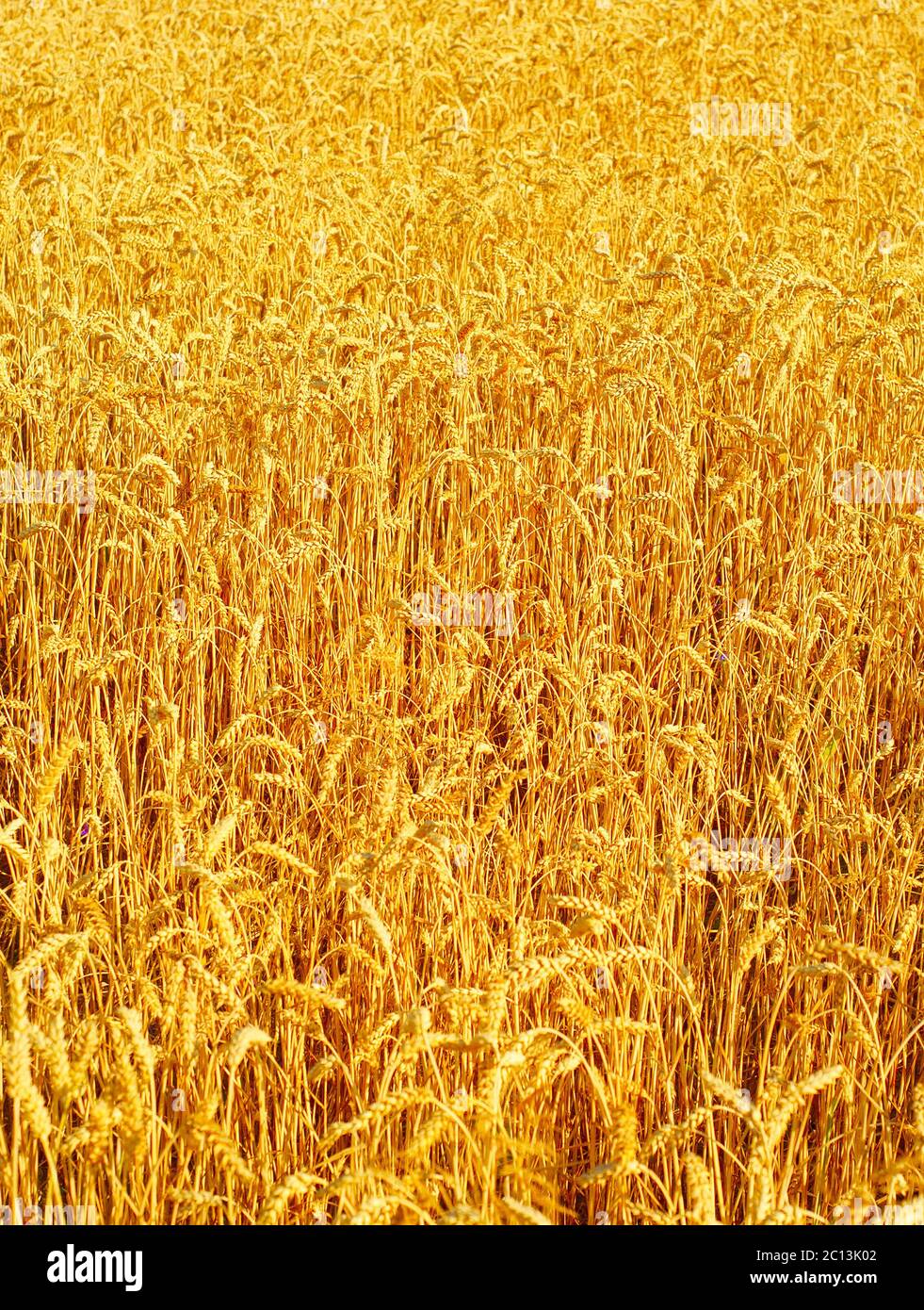 Wheat field background Stock Photo - Alamy