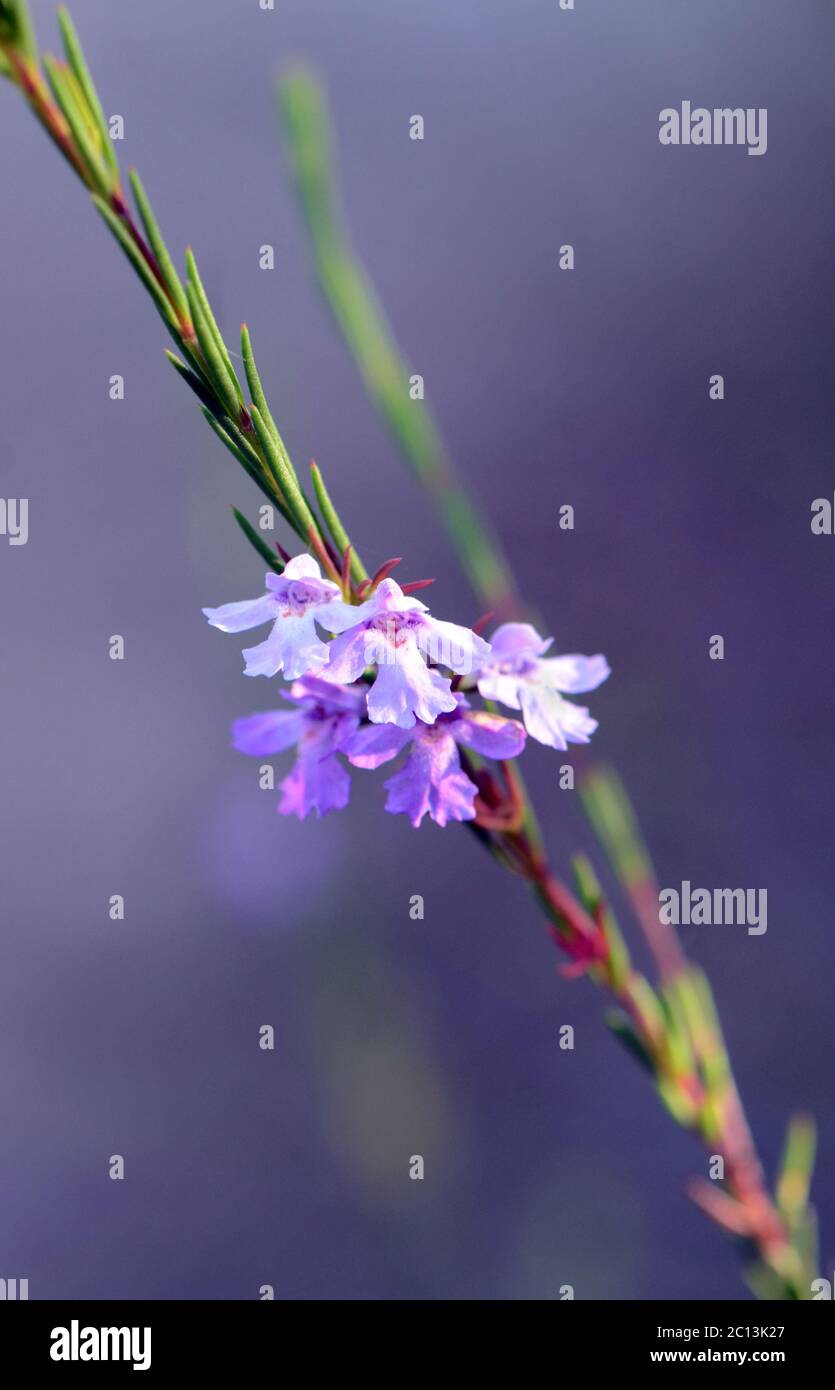 Delicate purple flowers of the Australian native narrow-leaved ...