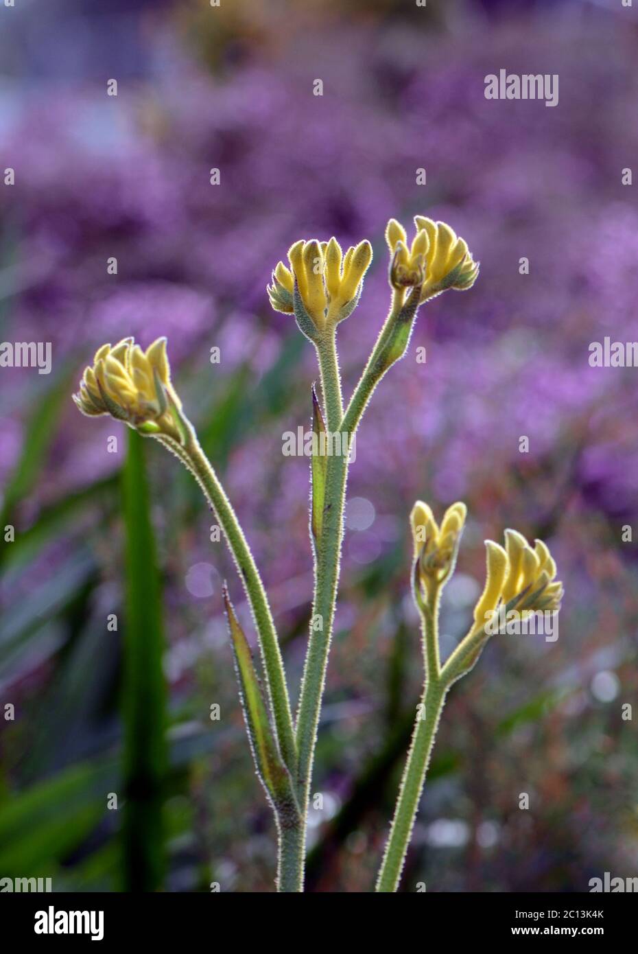 Kangaroo paw flowers hi-res stock photography and images - Alamy