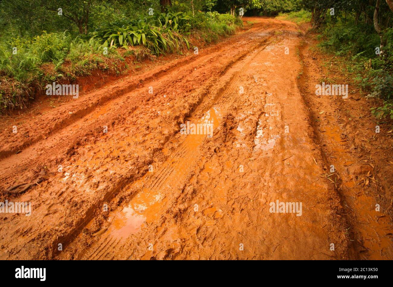 Muddy road through the jungle Stock Photo - Alamy