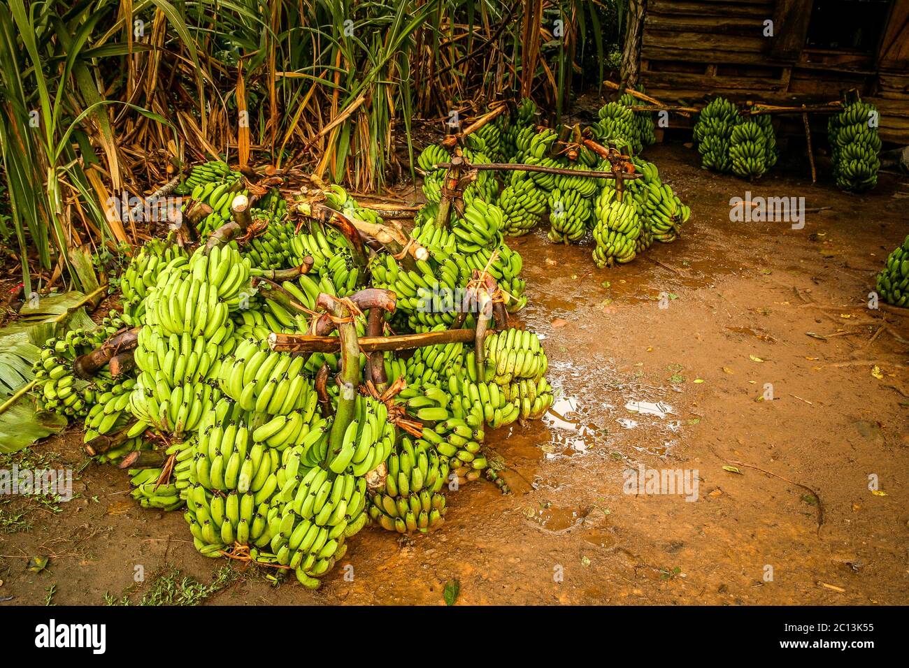 Green bananas market village hi-res stock photography and images - Alamy