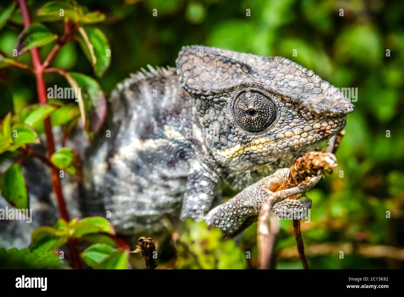 Grey chameleon hi-res stock photography and images - Alamy
