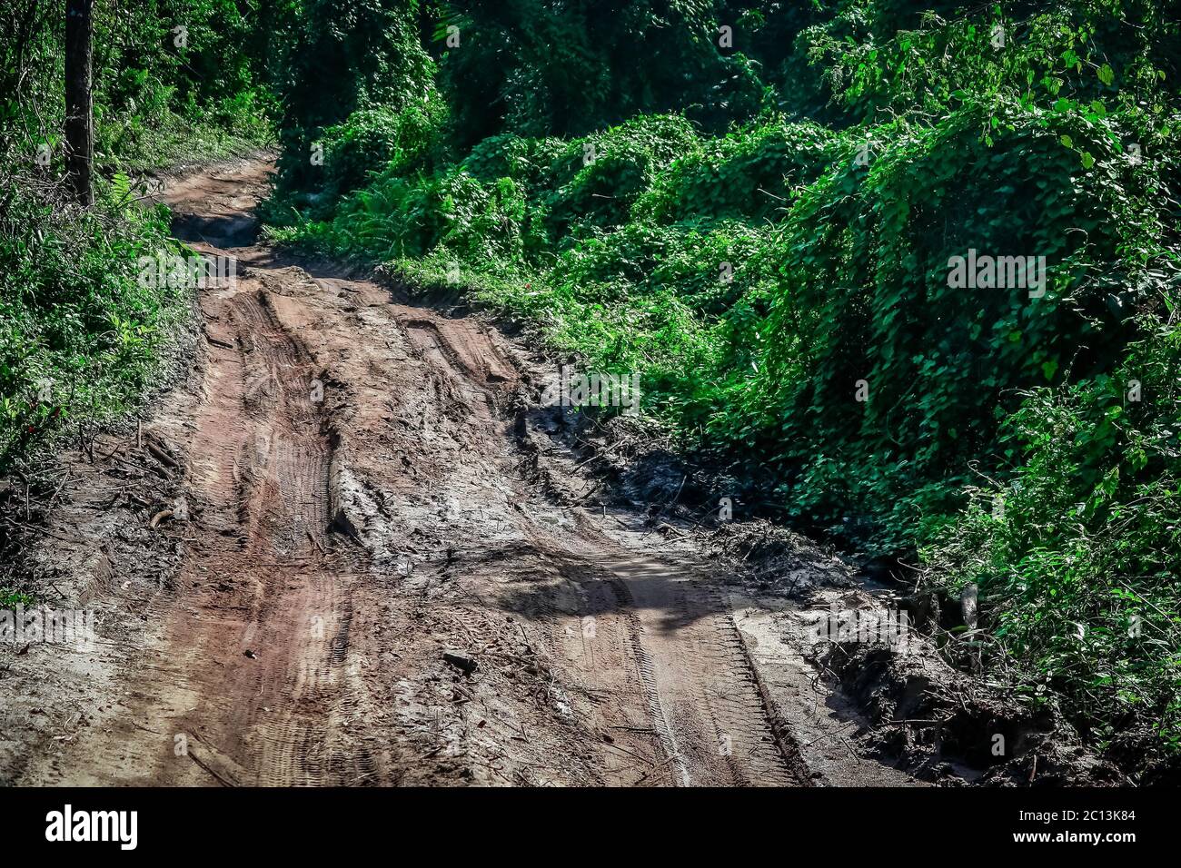 Jungle road in Madagascar Stock Photo - Alamy