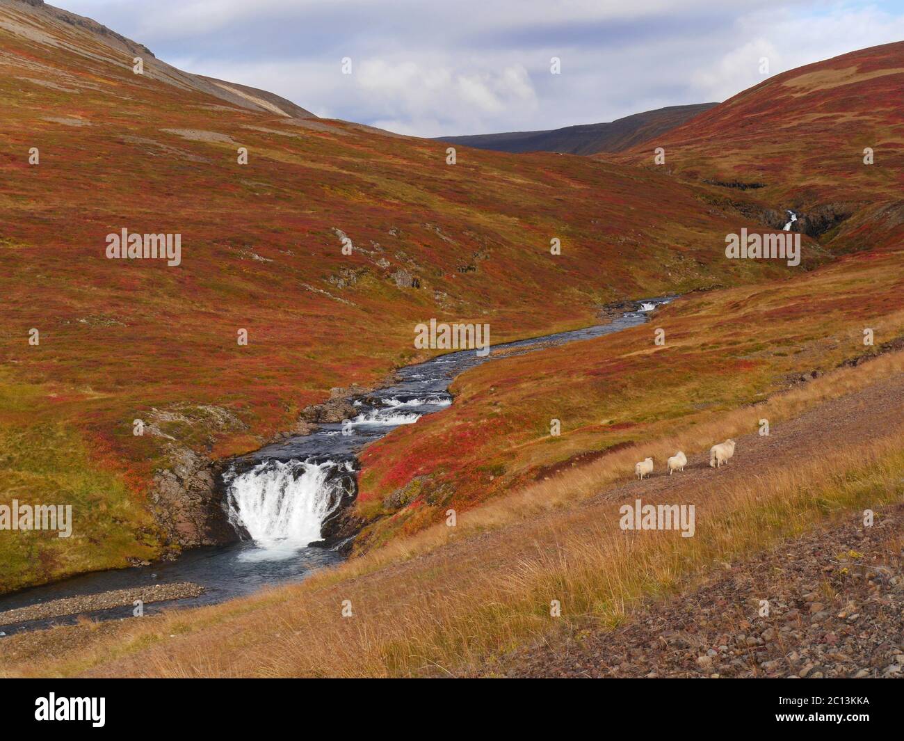 Sheep and waterfall hi-res stock photography and images - Alamy