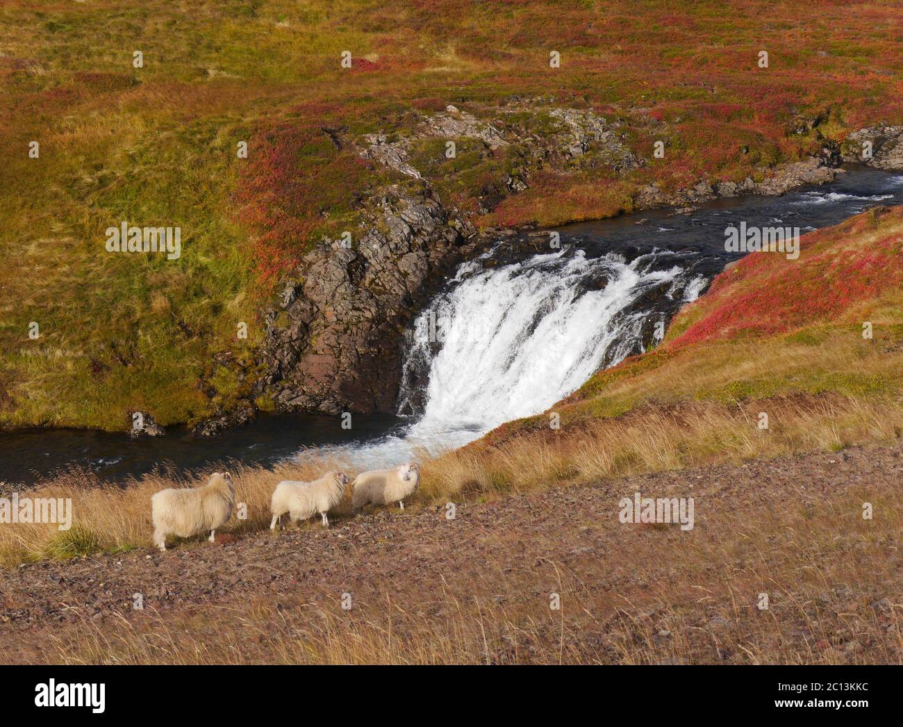 Waterfall and sheep hi-res stock photography and images - Alamy