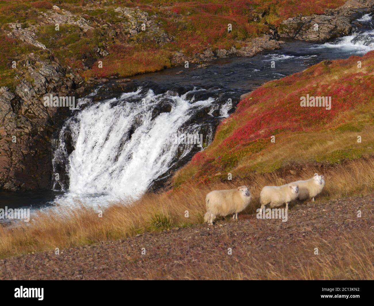 Waterfall and sheep hi-res stock photography and images - Alamy