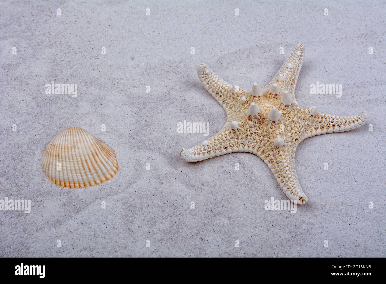 White conch shells hi-res stock photography and images - Alamy