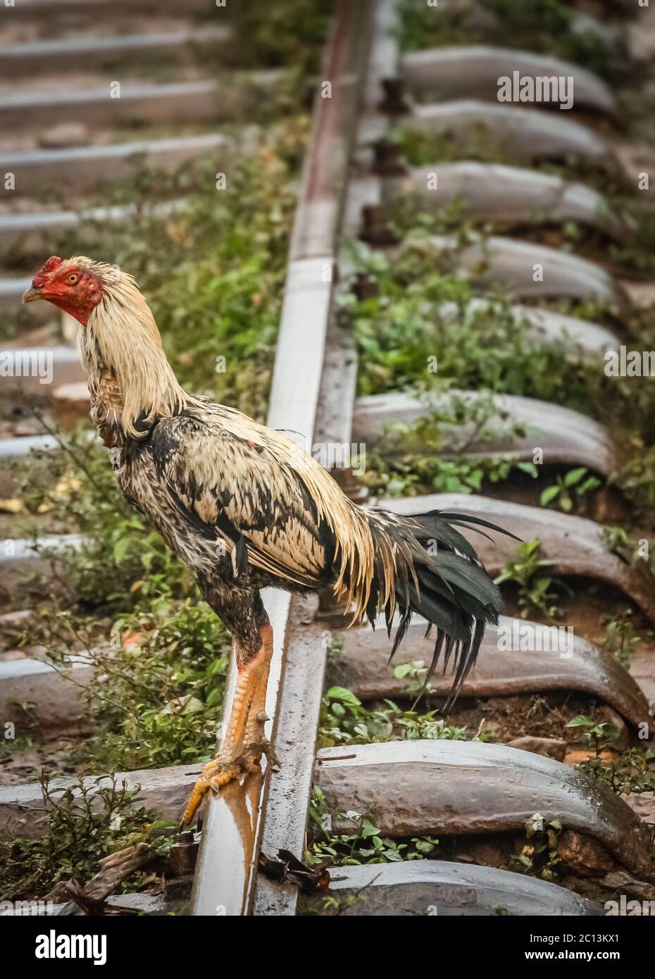Chicken on a railway track Stock Photo - Alamy