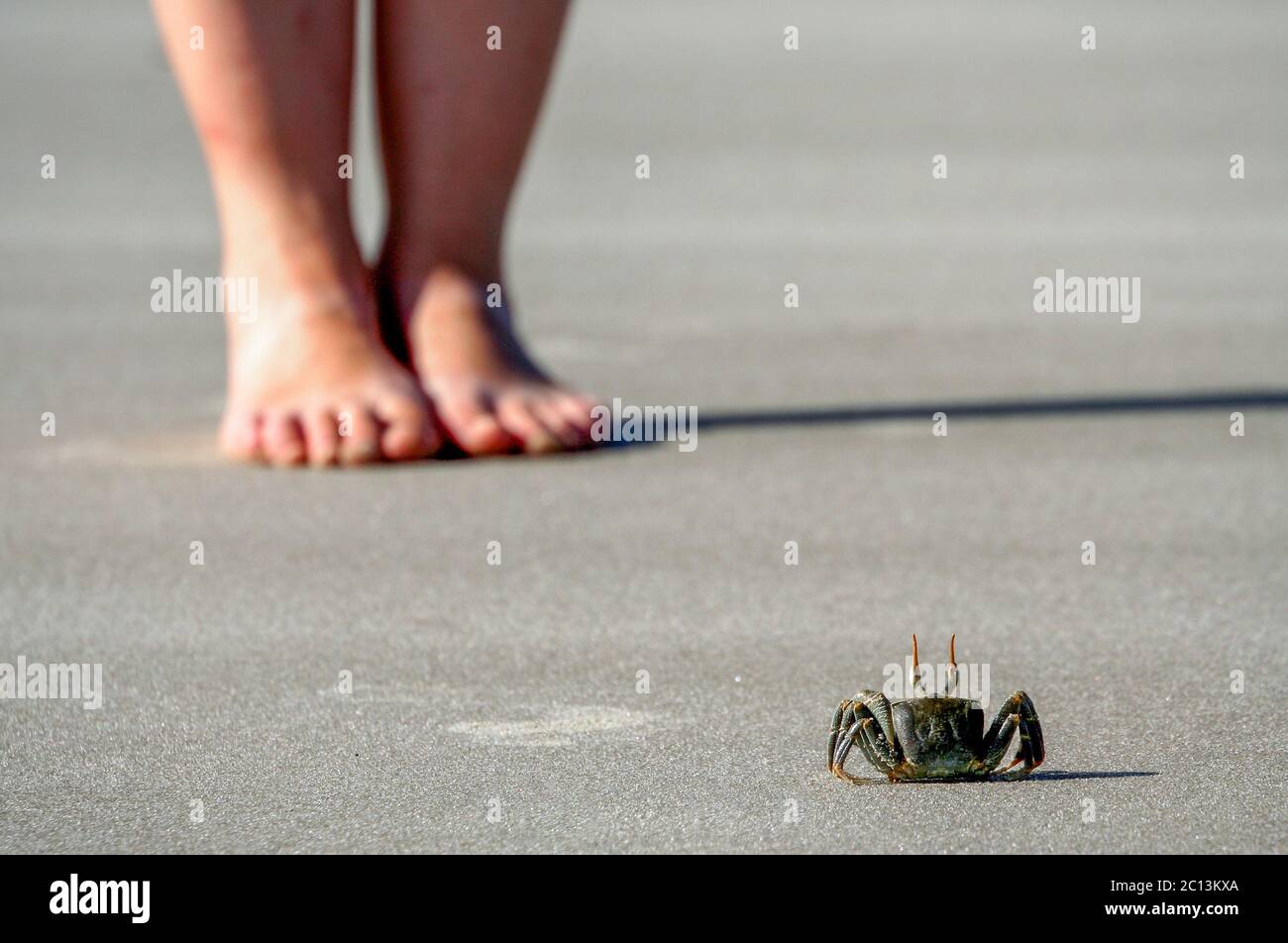Crab against human Stock Photo - Alamy