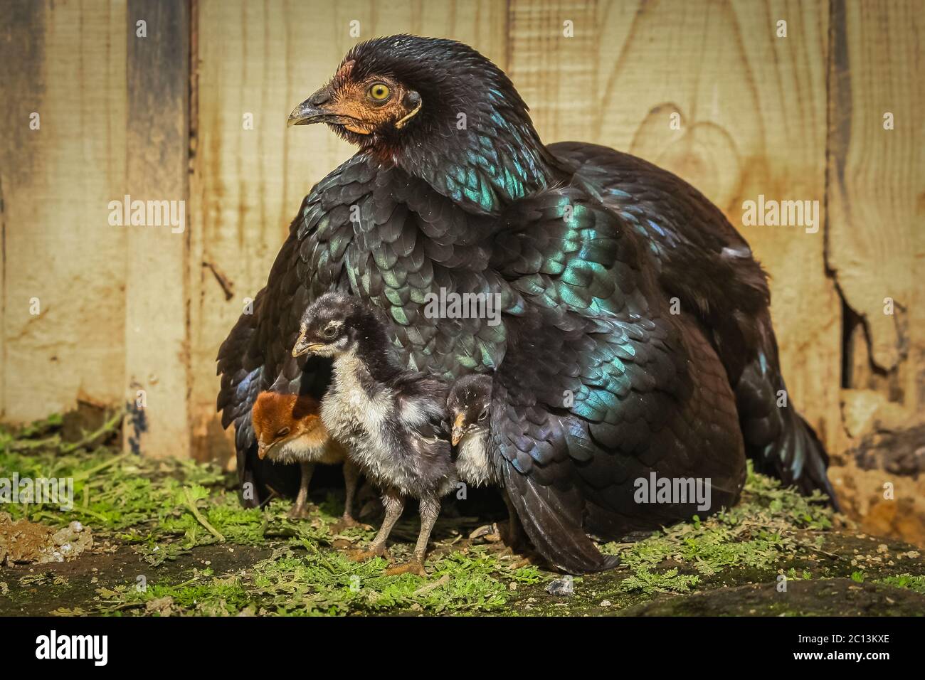 Chicken family together Stock Photo - Alamy