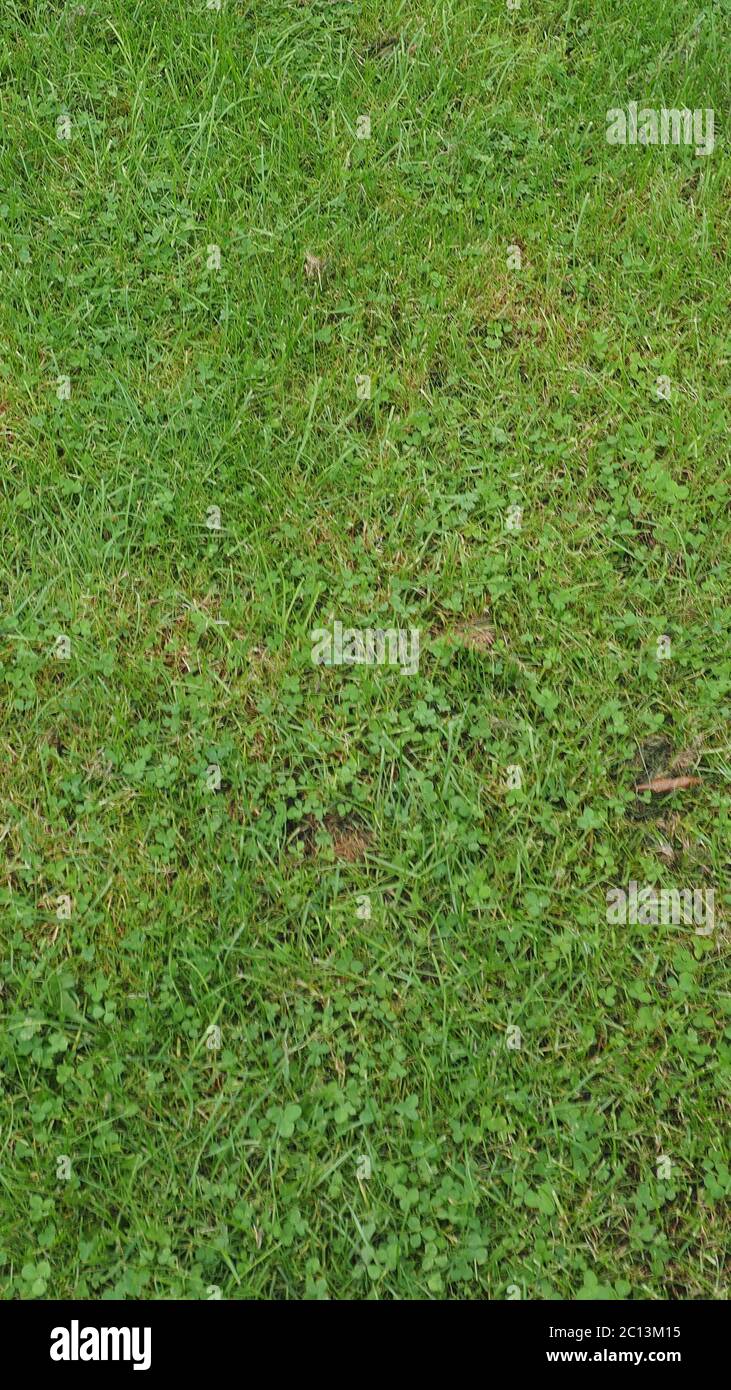 Green grass texture background - vertical Stock Photo - Alamy