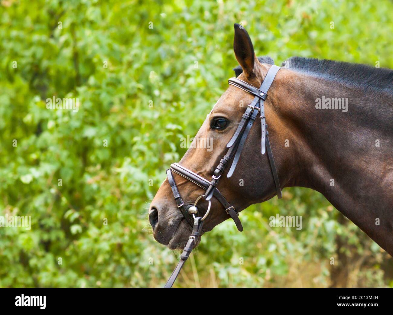 Portrait of a thoroughbred chestnut horse Stock Photo - Alamy