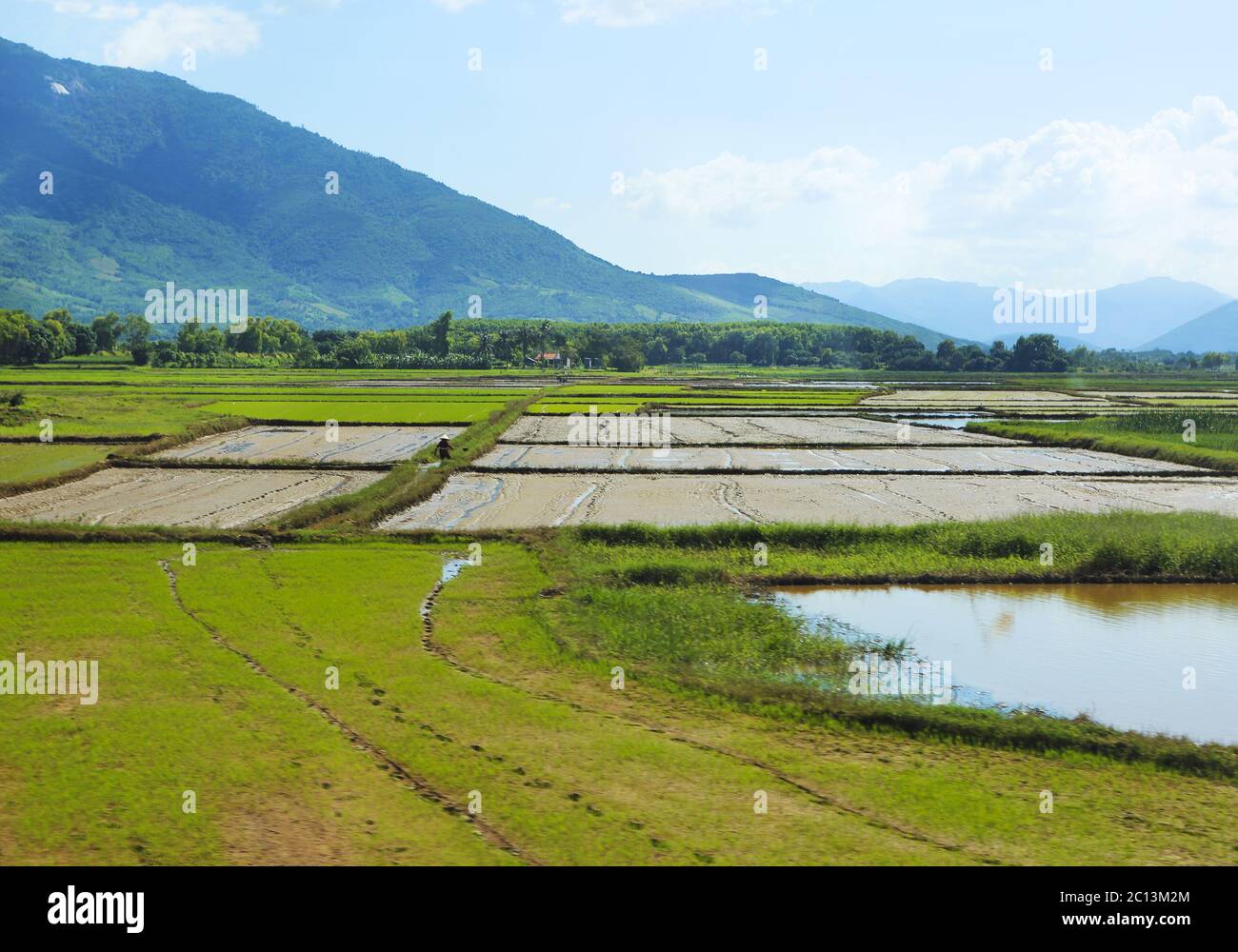 Rice field and rural landscape background Stock Photo - Alamy