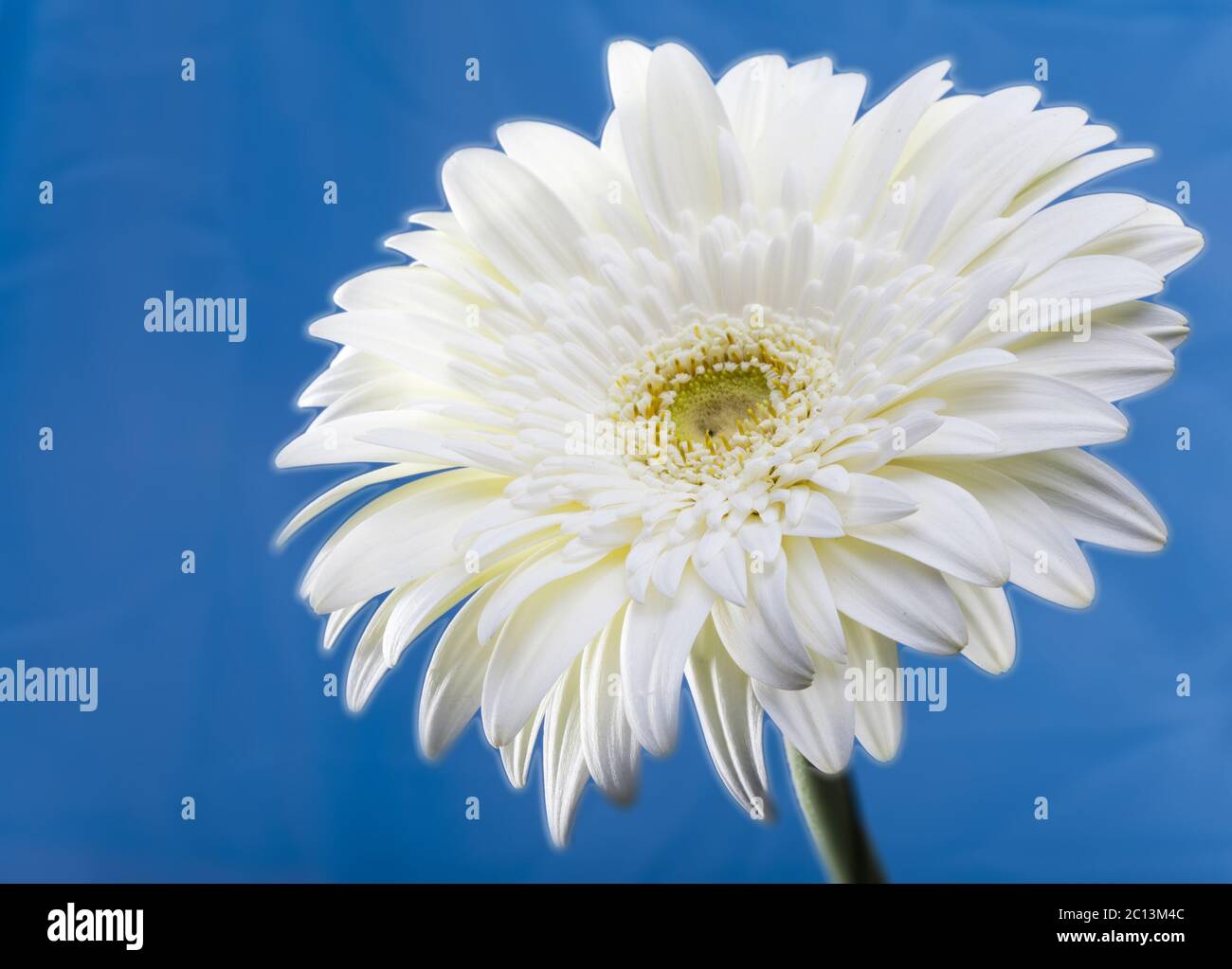 Transvaal daisy flower Stock Photo - Alamy