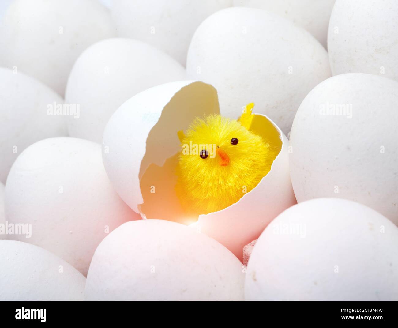 Newborn chicken in shell of egg as a symbol of 2017 according to east ...