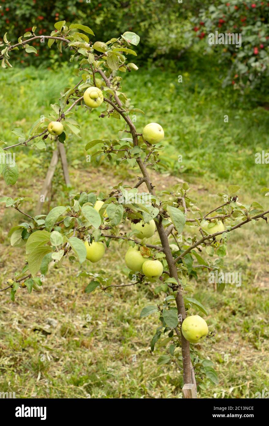 Young apple tree Stock Photo - Alamy