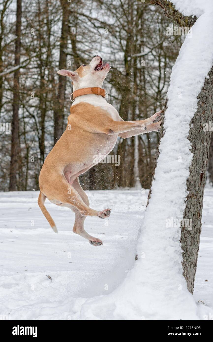 Staffordshire bull terrier in jump hi-res stock photography and images ...