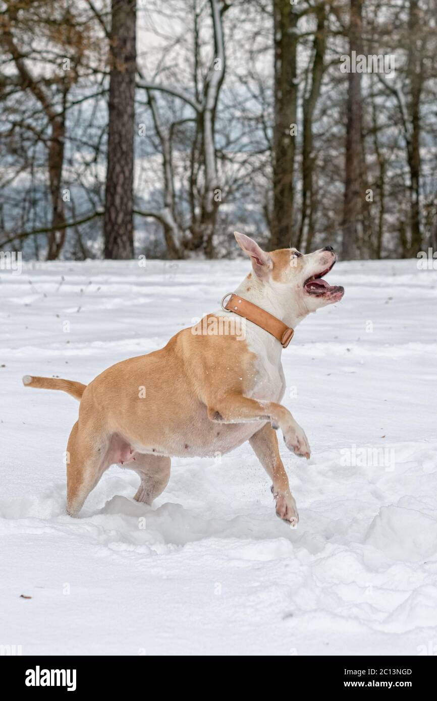 Bull jump hi-res stock photography and images - Alamy
