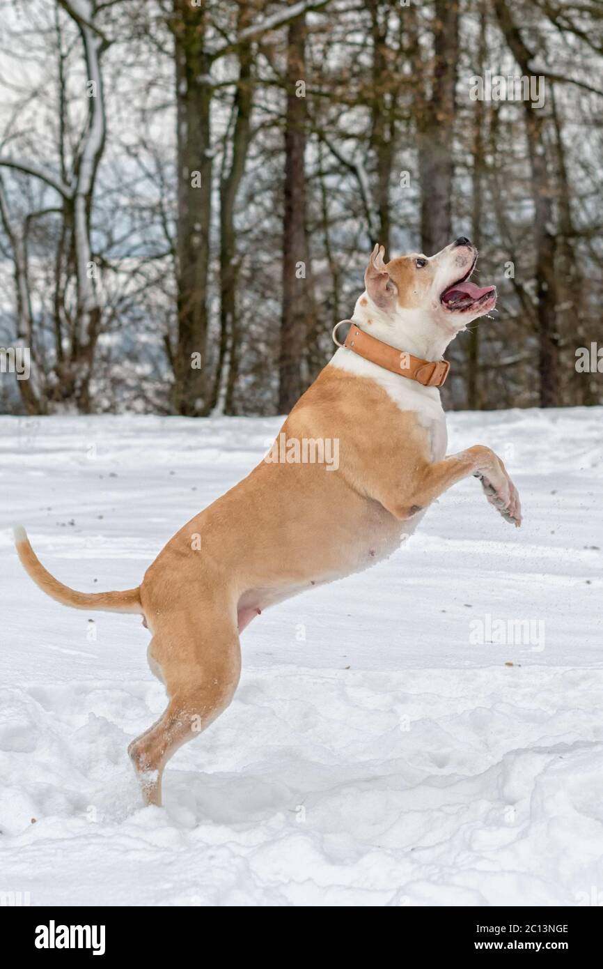 Staffordshire bull terrier in jump hi-res stock photography and images ...