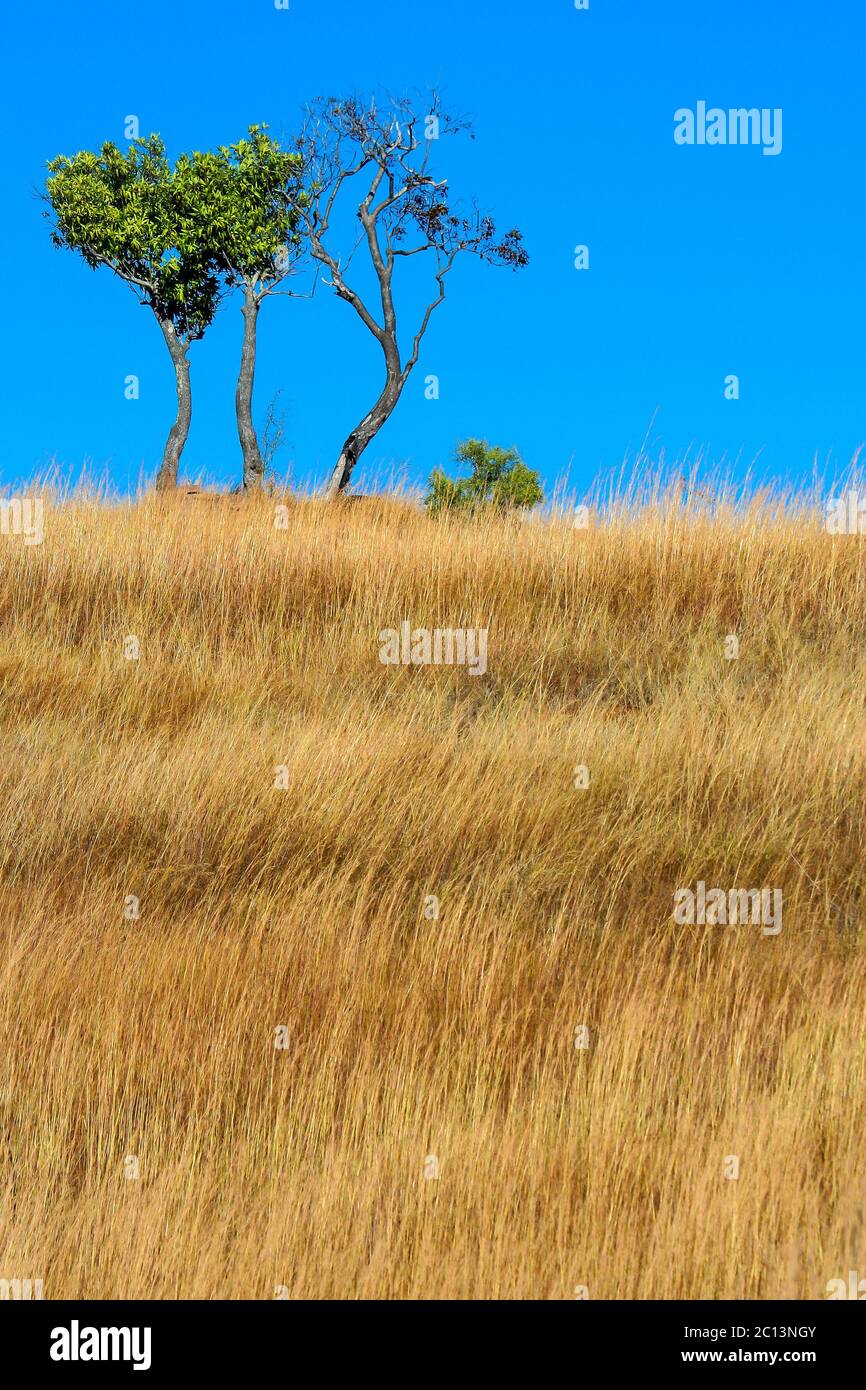 Tree in the grassland Stock Photo - Alamy