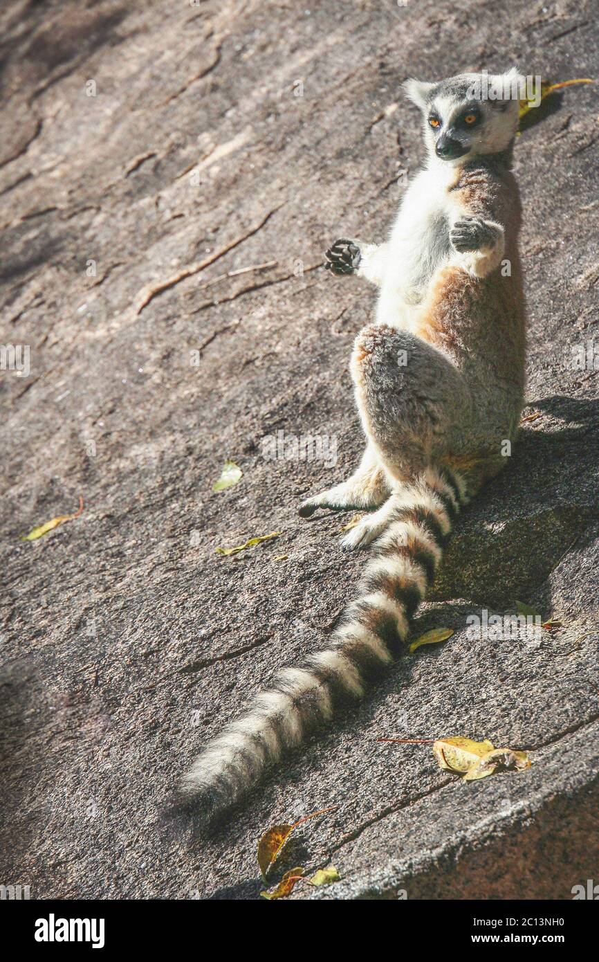 Lemur sunbathing on a rock Stock Photo - Alamy