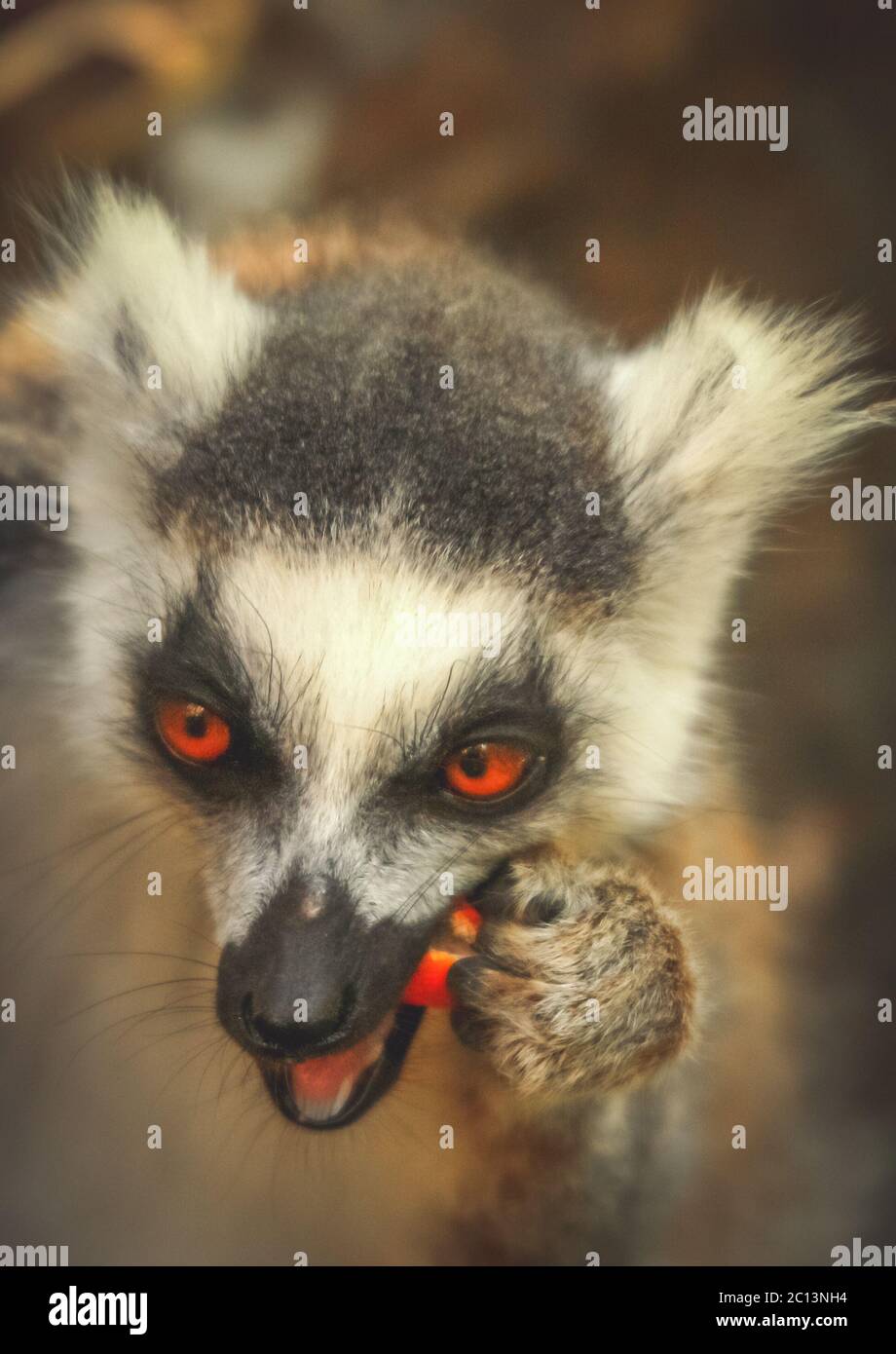 Lemur eating orange skin Stock Photo - Alamy