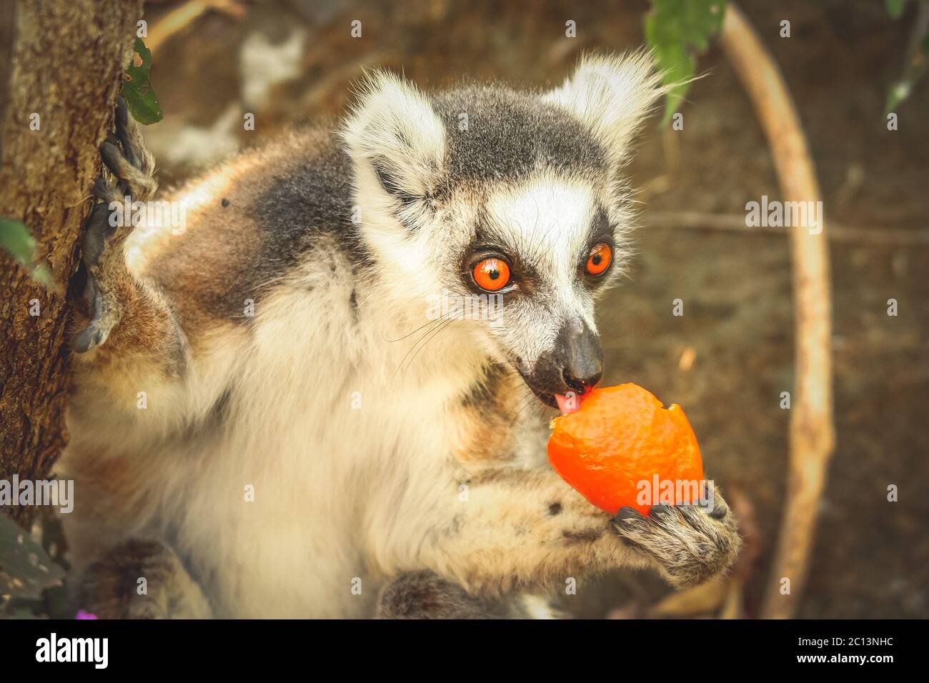 Lemur eating orange skin Stock Photo - Alamy